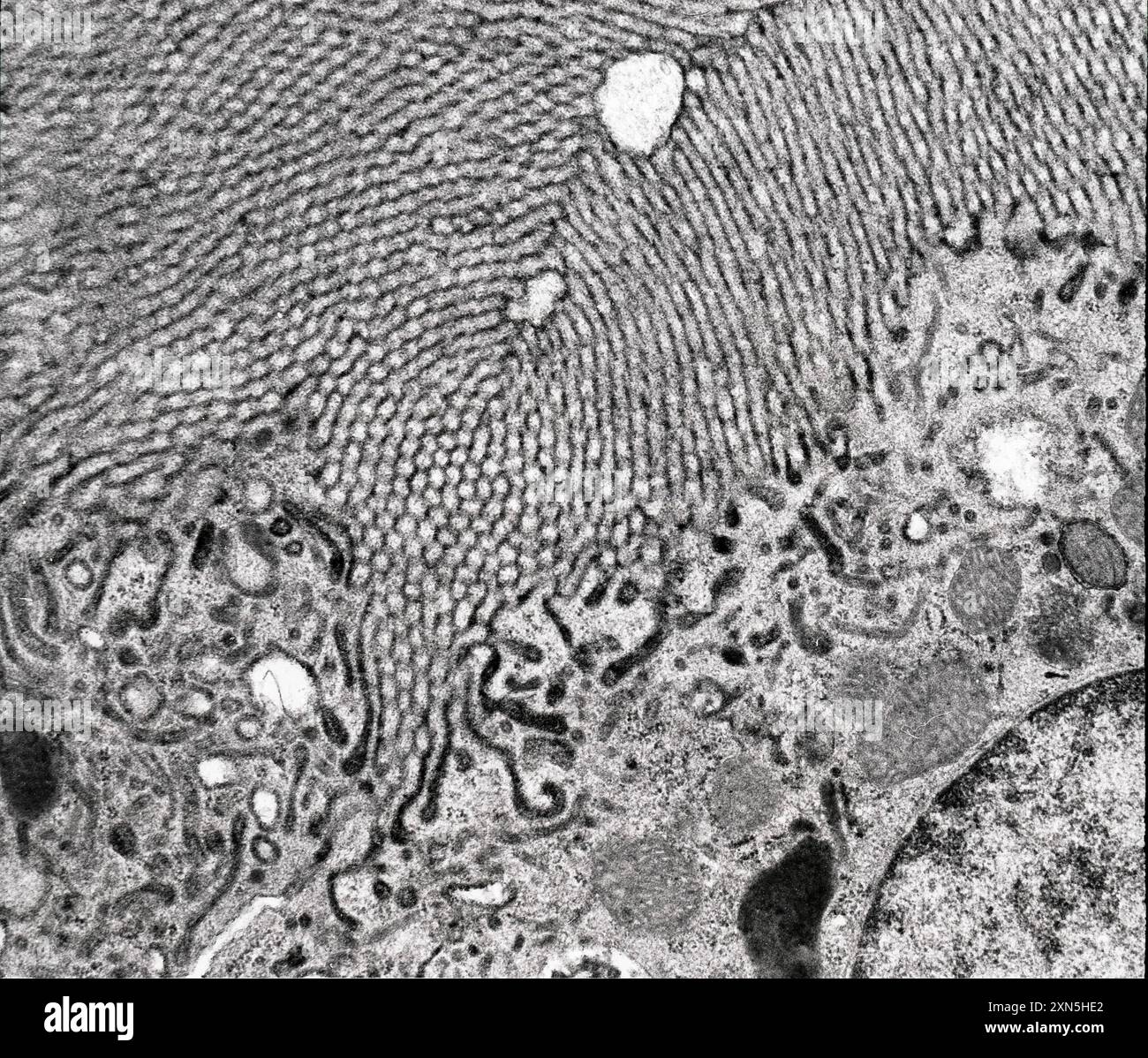 Transmission electron micrograph (TEM) showing the apical region of a ...