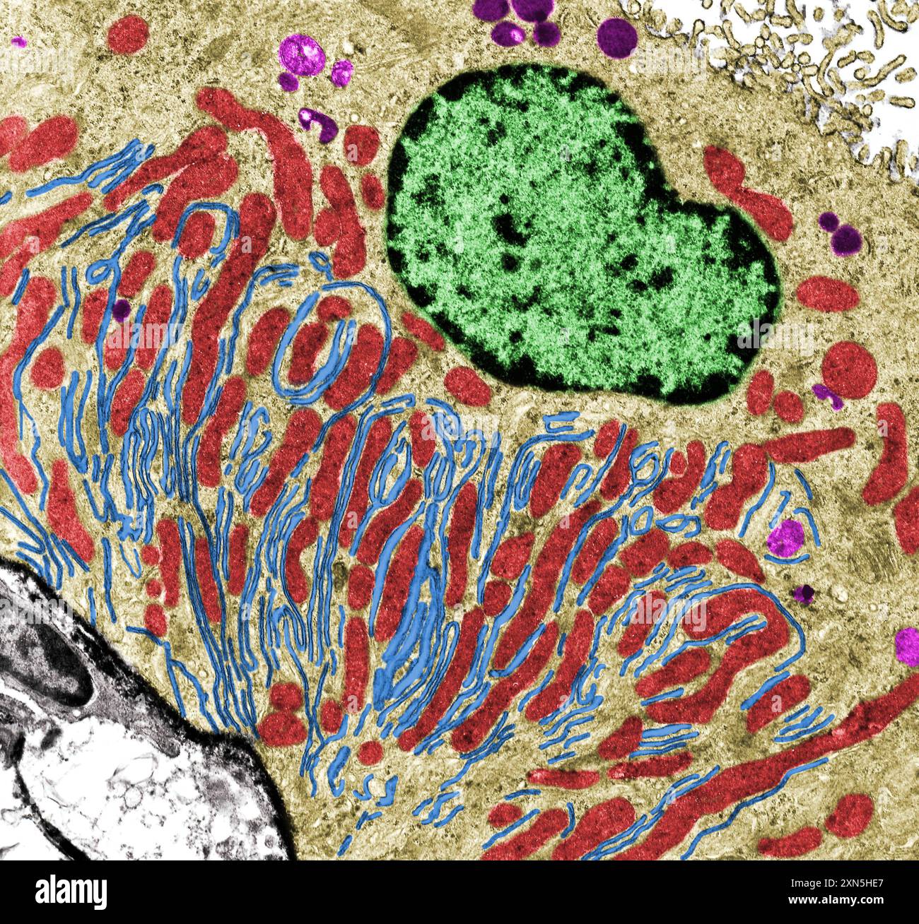 Coloured transmission electron micrograph (TEM) of a kidney distal ...