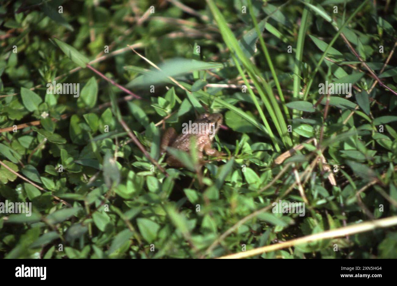 Common River Frog (Amietia delalandii) Amphibia Stock Photo - Alamy