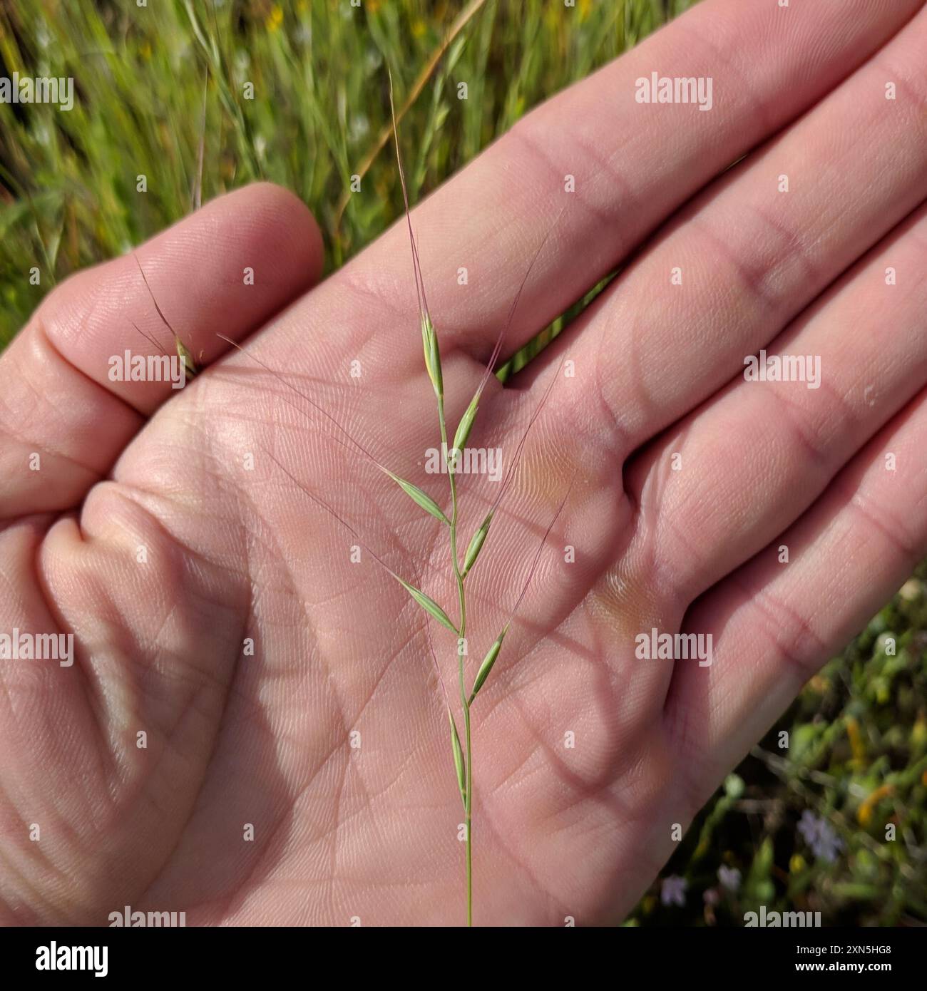 small fescue (Festuca microstachys) Plantae Stock Photo - Alamy