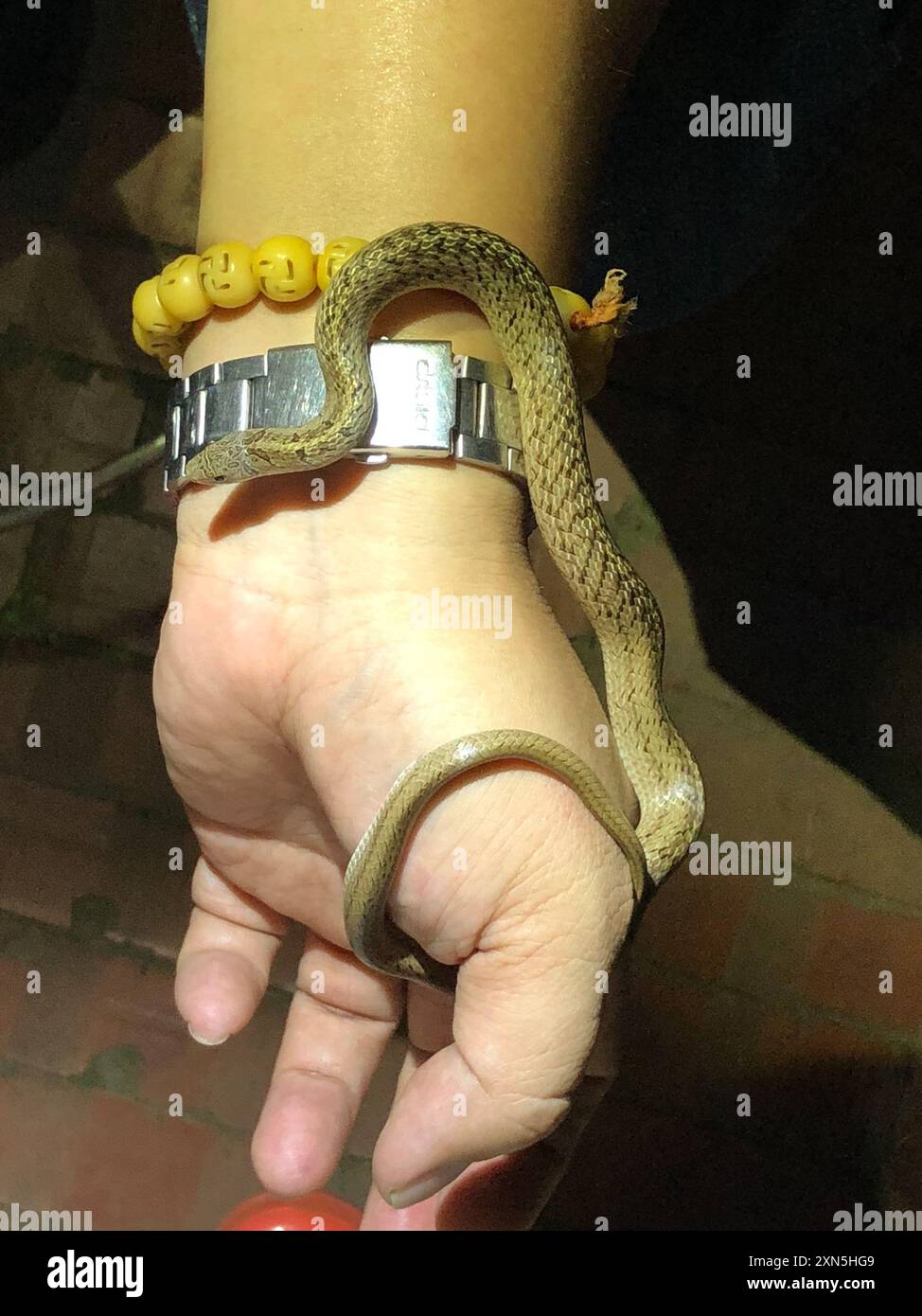 Taiwan Kukri Snake (Oligodon formosanus) Reptilia Stock Photo - Alamy