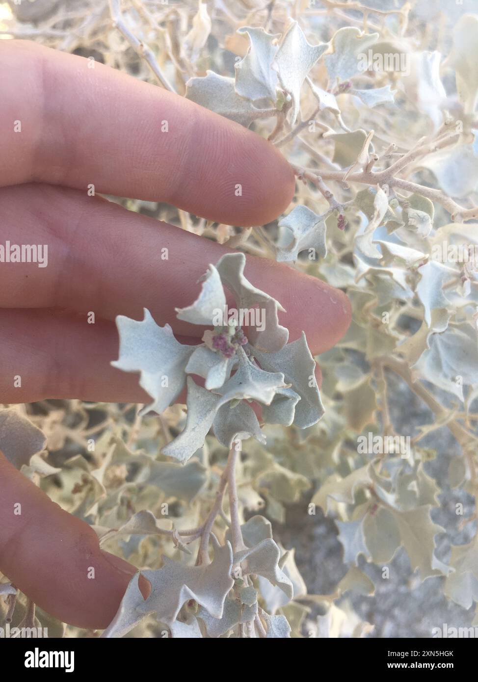 Desert Holly (Atriplex hymenelytra) Plantae Stock Photo - Alamy