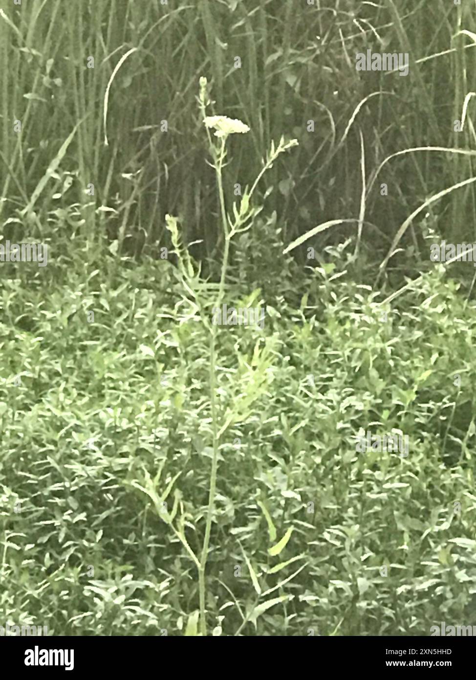 water parsnip (Sium suave) Plantae Stock Photo - Alamy