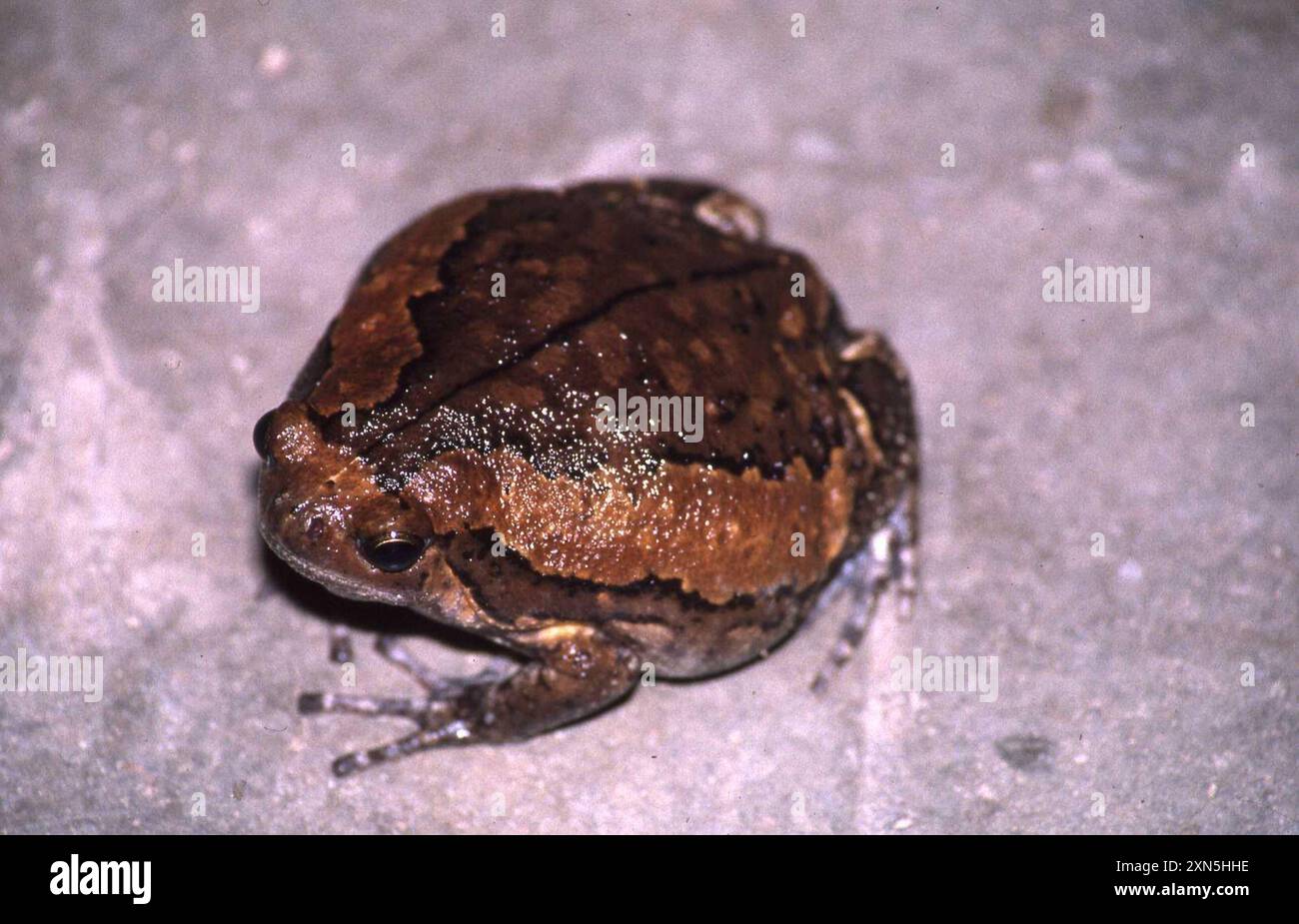 Asian painted frog kaloula pulchra hi-res stock photography and images ...