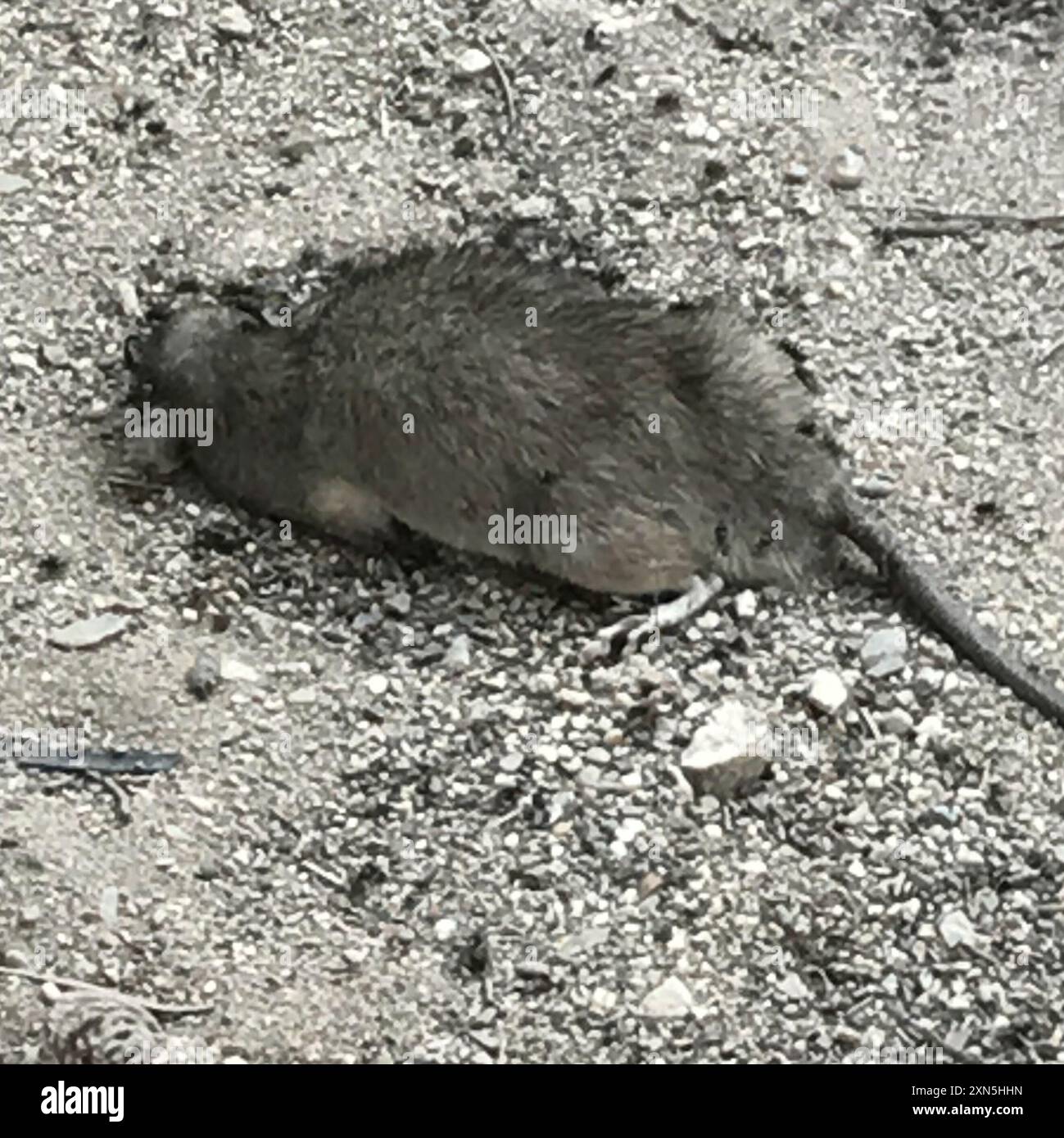 Brown Rat (Rattus norvegicus) Mammalia Stock Photo - Alamy