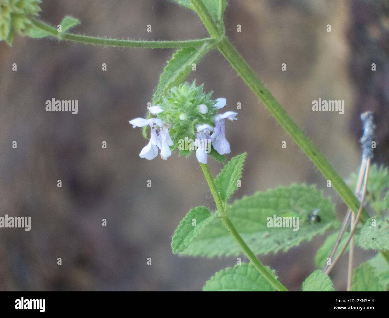 short-spiked hedge nettle (Stachys pycnantha) Plantae Stock Photo - Alamy