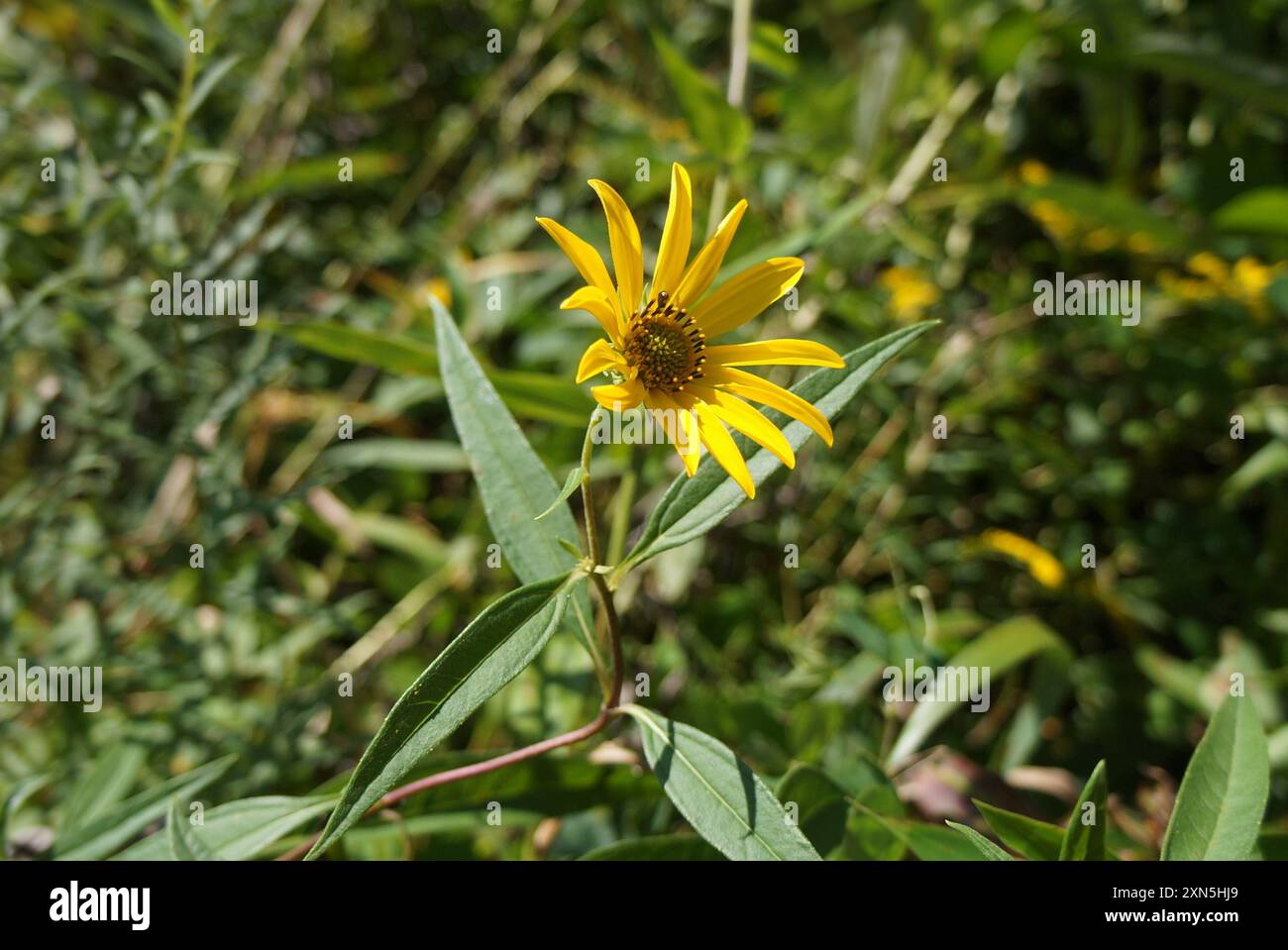 giant sunflower (Helianthus giganteus) Plantae Stock Photo - Alamy
