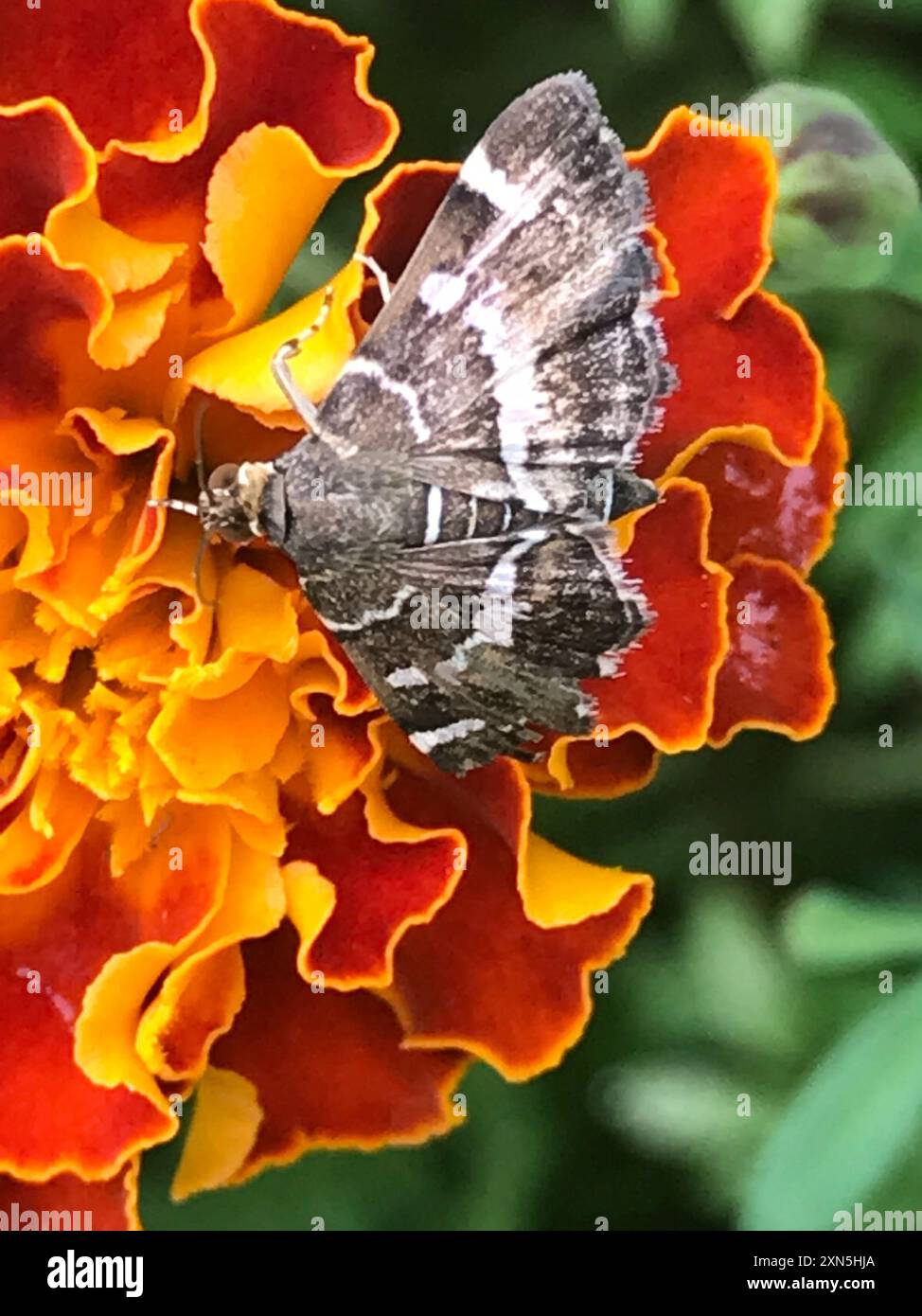Spotted Beet Webworm Moth (Hymenia perspectalis) Insecta Stock Photo ...