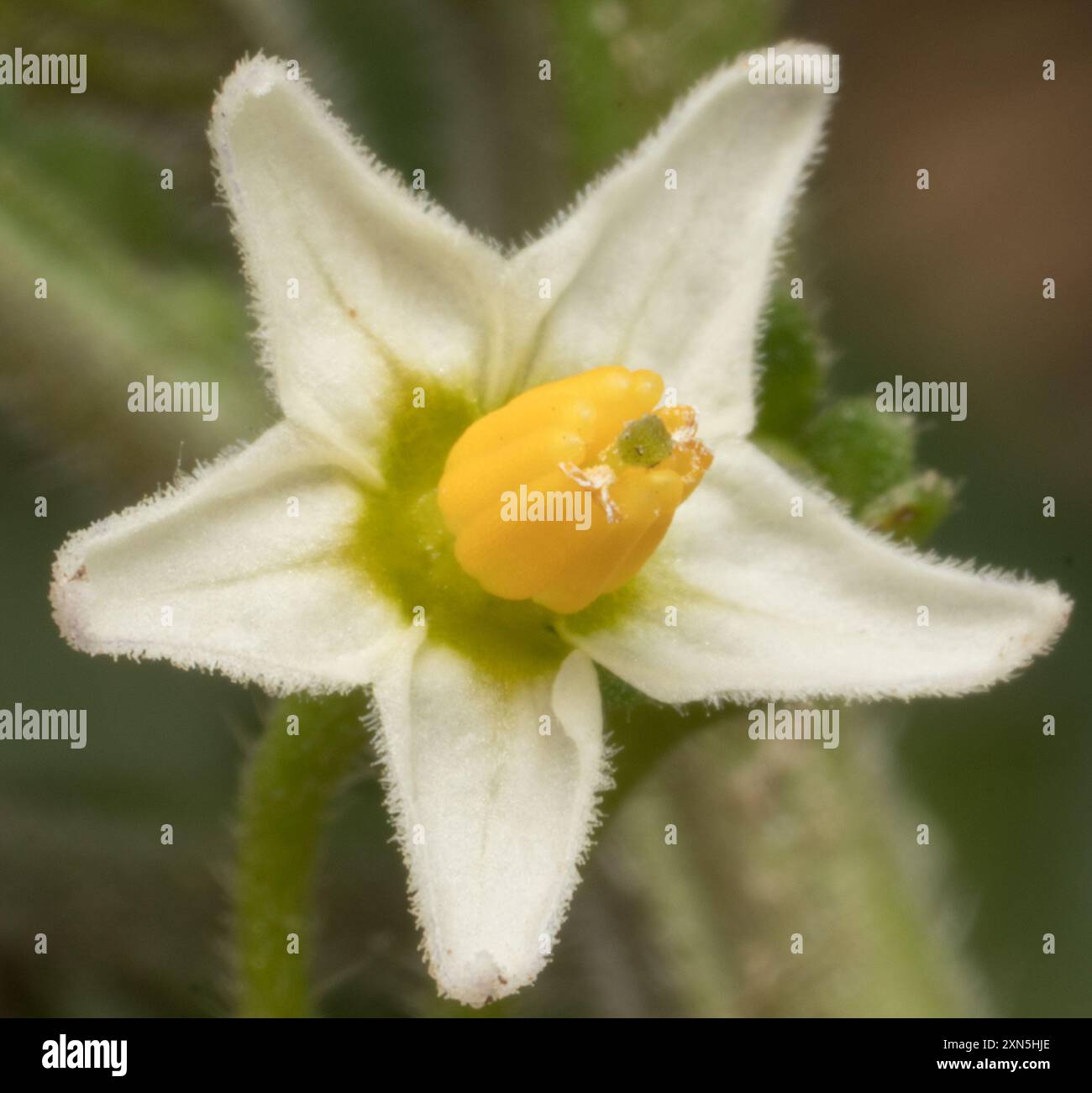 nightshades (Solanum) Plantae Stock Photo - Alamy