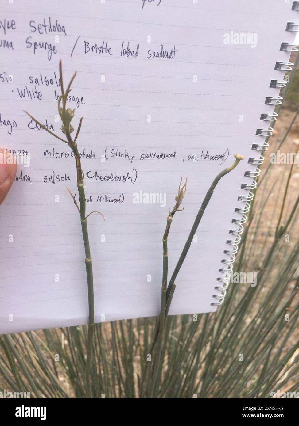 rush milkweed (Asclepias subulata) Plantae Stock Photo - Alamy