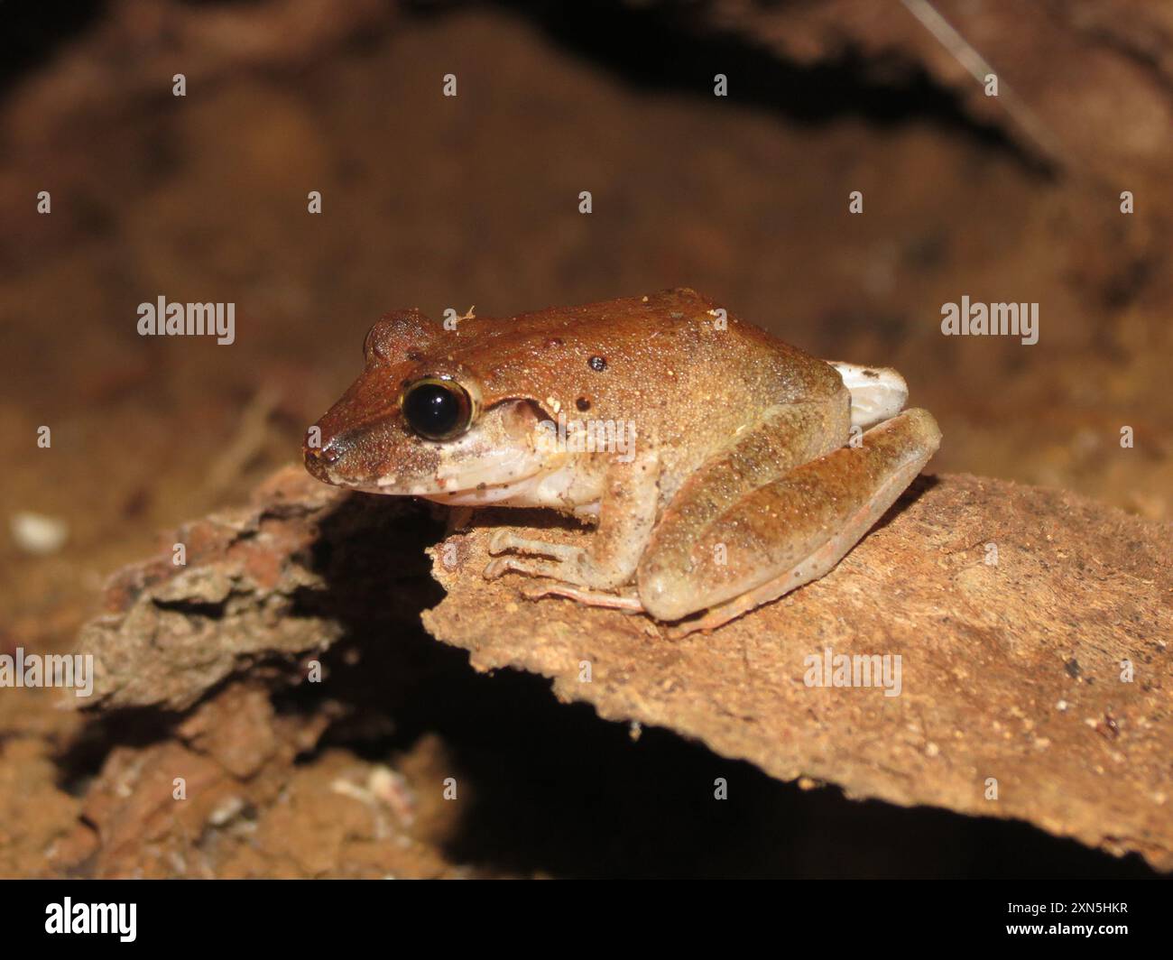 Slim-fingered Rain Frog (Craugastor crassidigitus) Amphibia Stock Photo ...