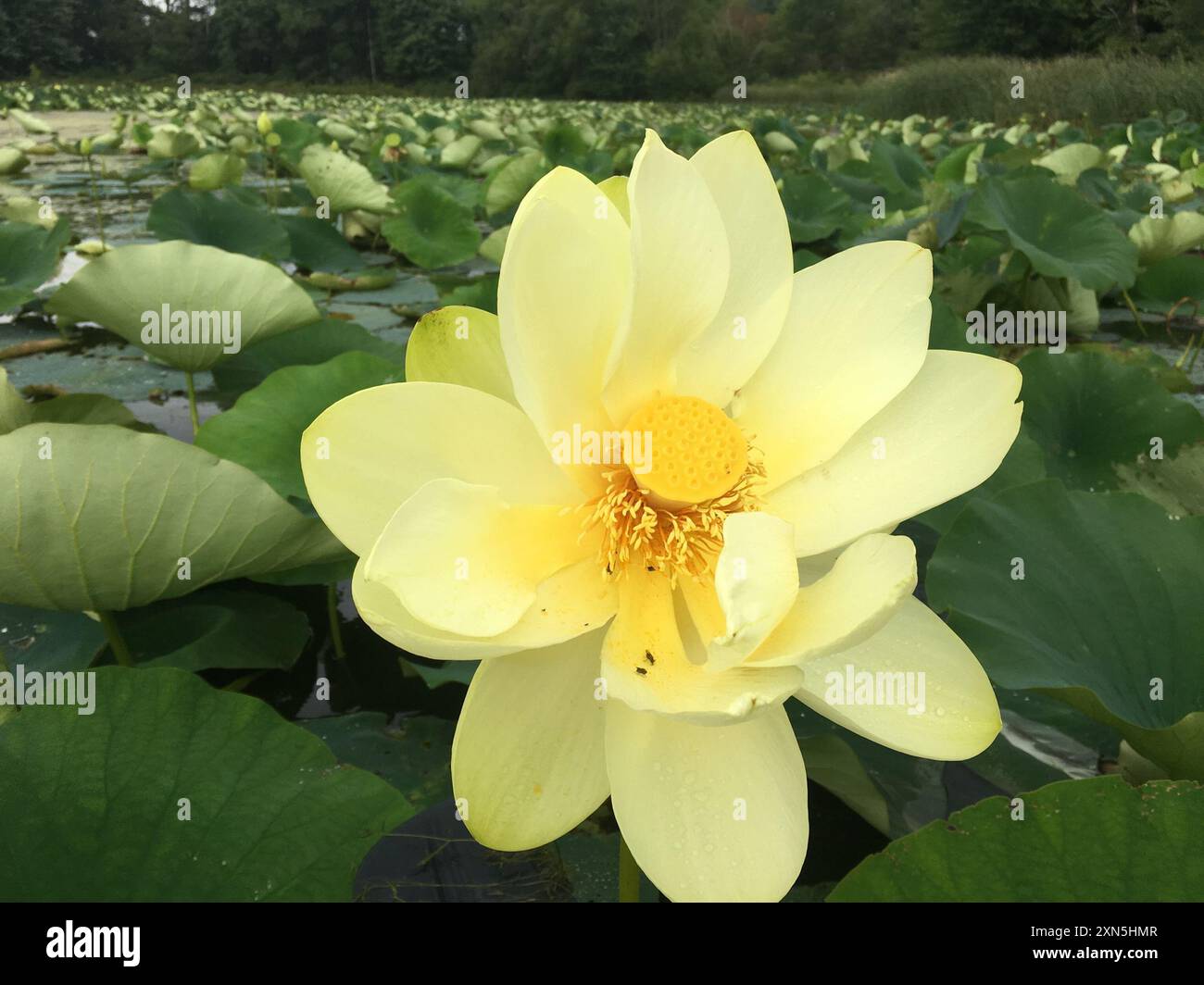 American lotus (Nelumbo lutea) Plantae Stock Photo - Alamy