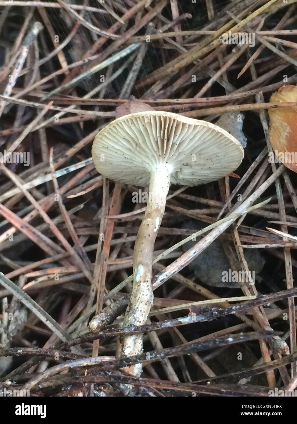 Fragrant Funnel (Clitocybe fragrans) Fungi Stock Photo - Alamy