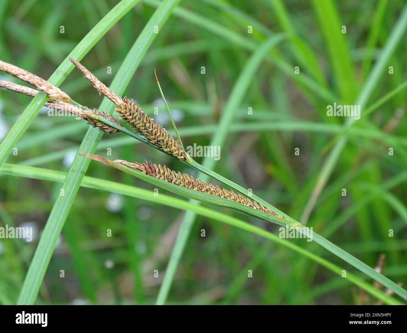 tussock sedge (Carex stricta) Plantae Stock Photo - Alamy