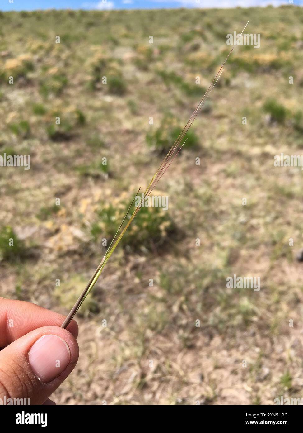 Needle-and-thread Grass (Hesperostipa comata) Plantae Stock Photo - Alamy