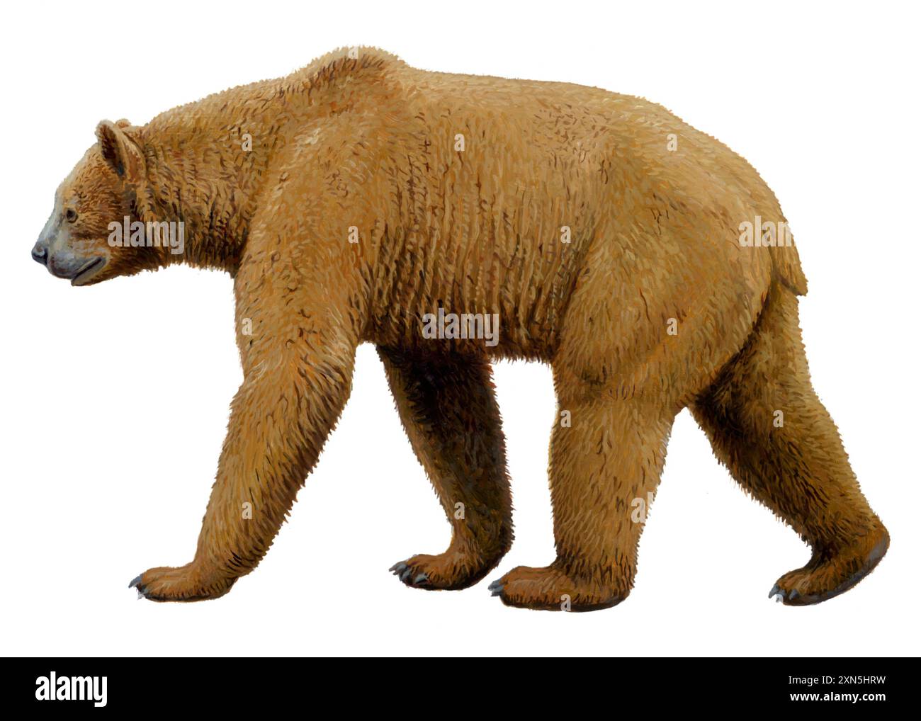 Illustration of a giant short-faced bear (Arctodus simus). This extinct ...