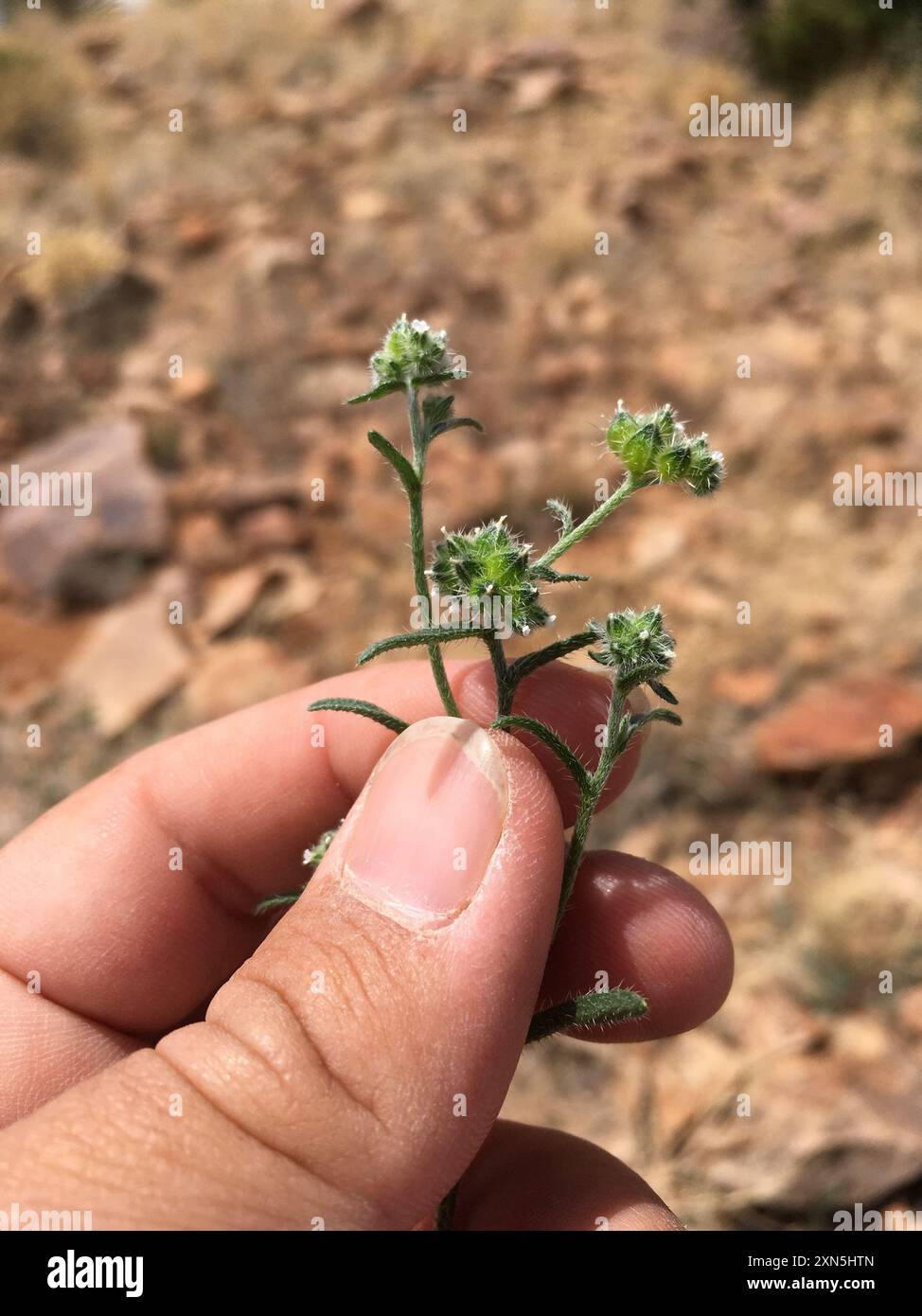 Wingnut Cryptantha (Cryptantha pterocarya) Plantae Stock Photo - Alamy
