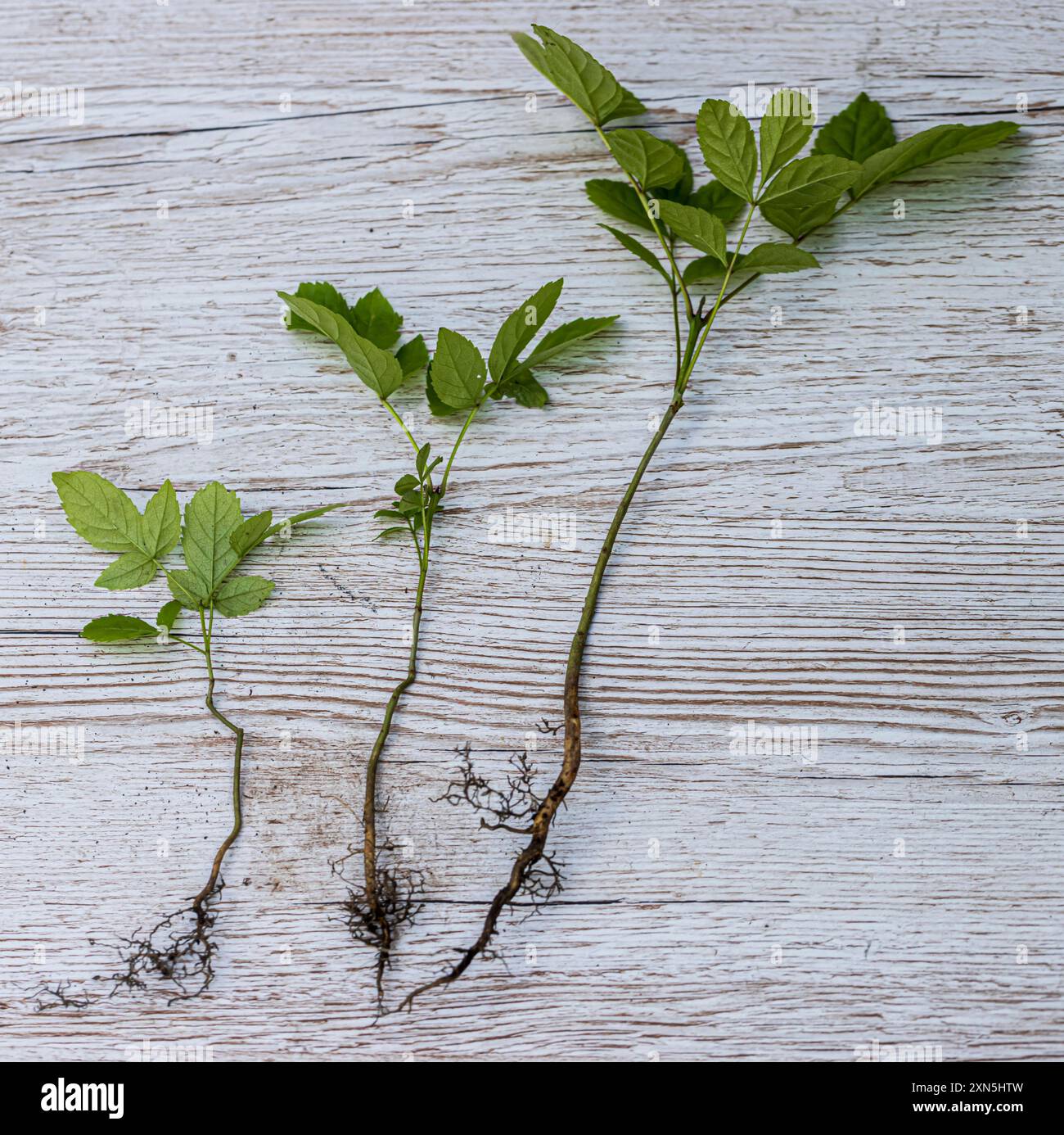 Ash (Fraxinus excelsior) saplings. When fully grown, ash trees can ...