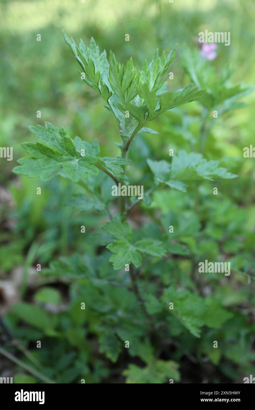 common mugwort (Artemisia vulgaris) Plantae Stock Photo - Alamy