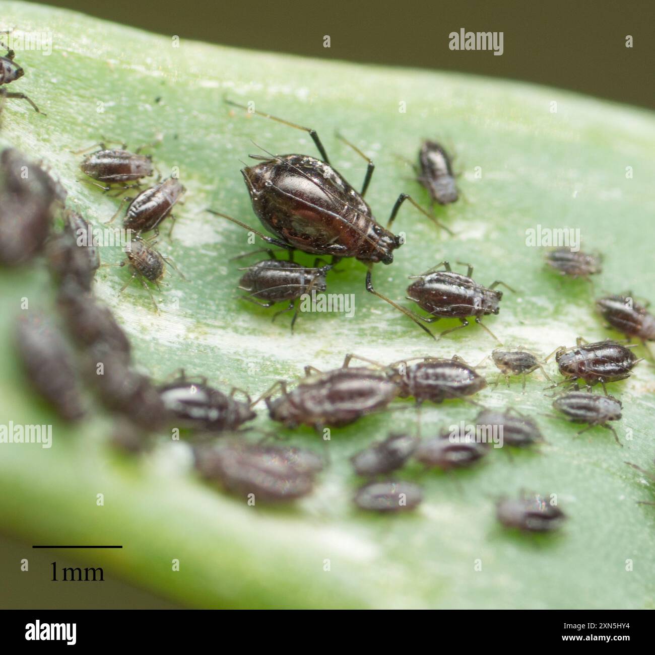 Onion Aphid (Neotoxoptera formosana) Insecta Stock Photo - Alamy
