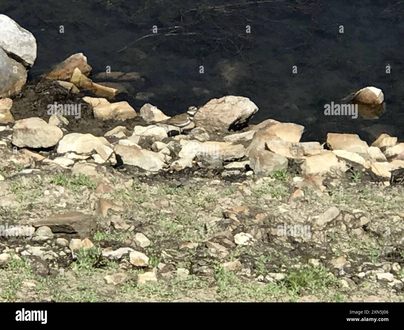 Killdeer (Charadrius vociferus) Aves Stock Photo - Alamy