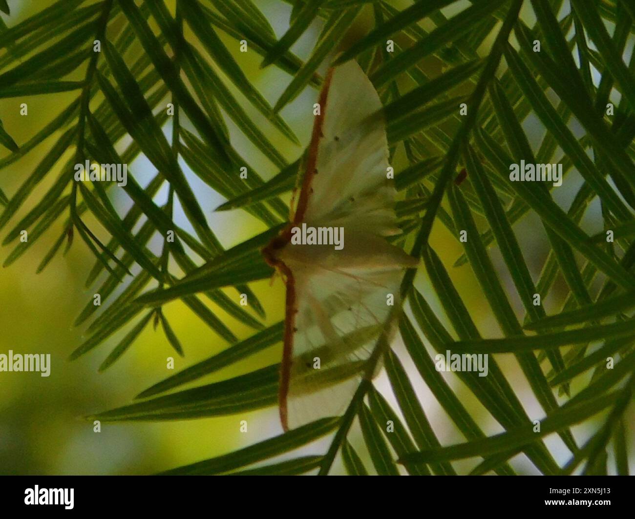 Four-spotted Palpita Moth (Palpita quadristigmalis) Insecta Stock Photo ...