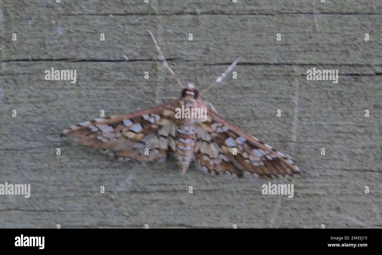 Stained-glass Moth (Samea castellalis) Insecta Stock Photo - Alamy