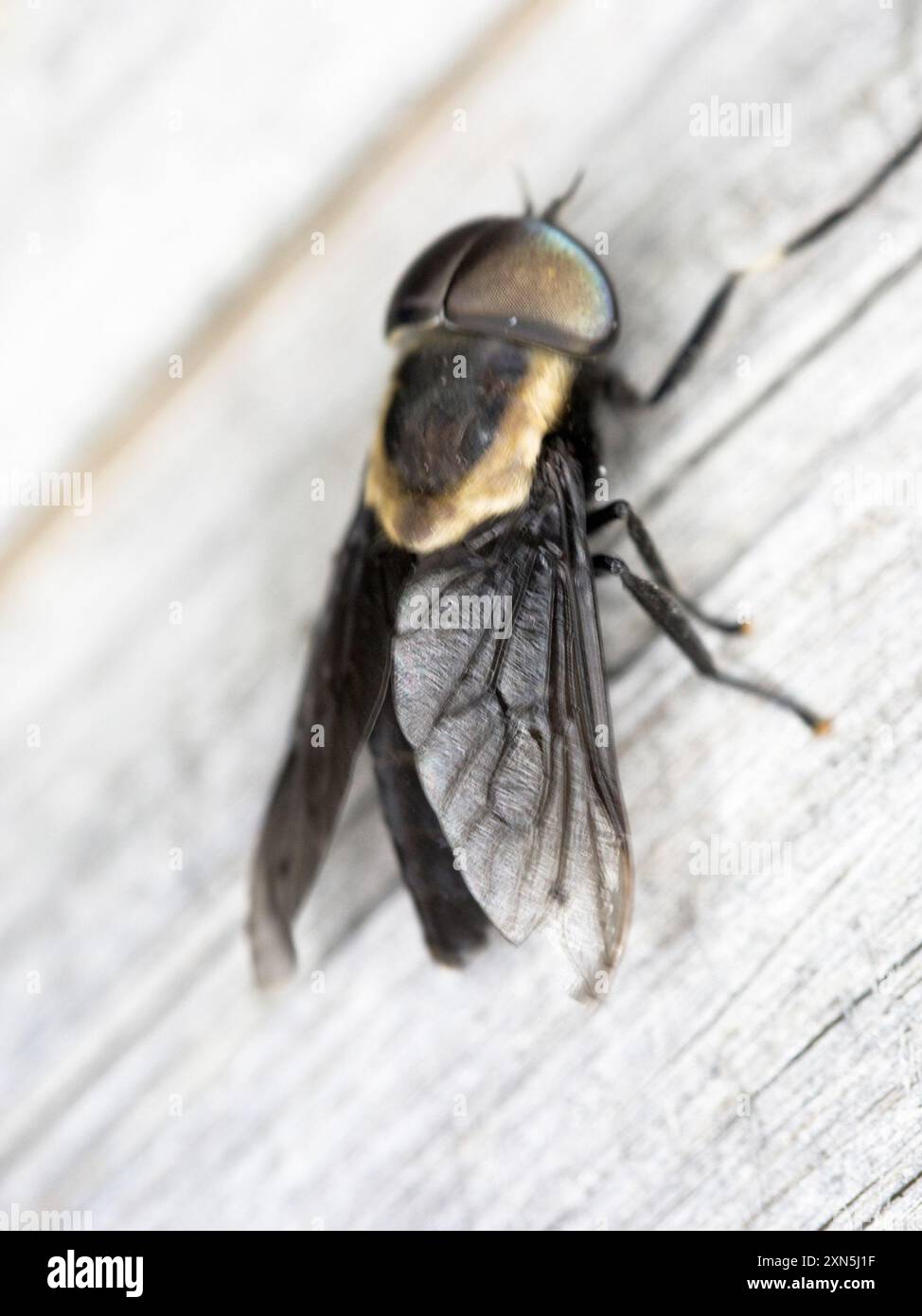 Western Black Horse Fly (Tabanus punctifer) Insecta Stock Photo - Alamy