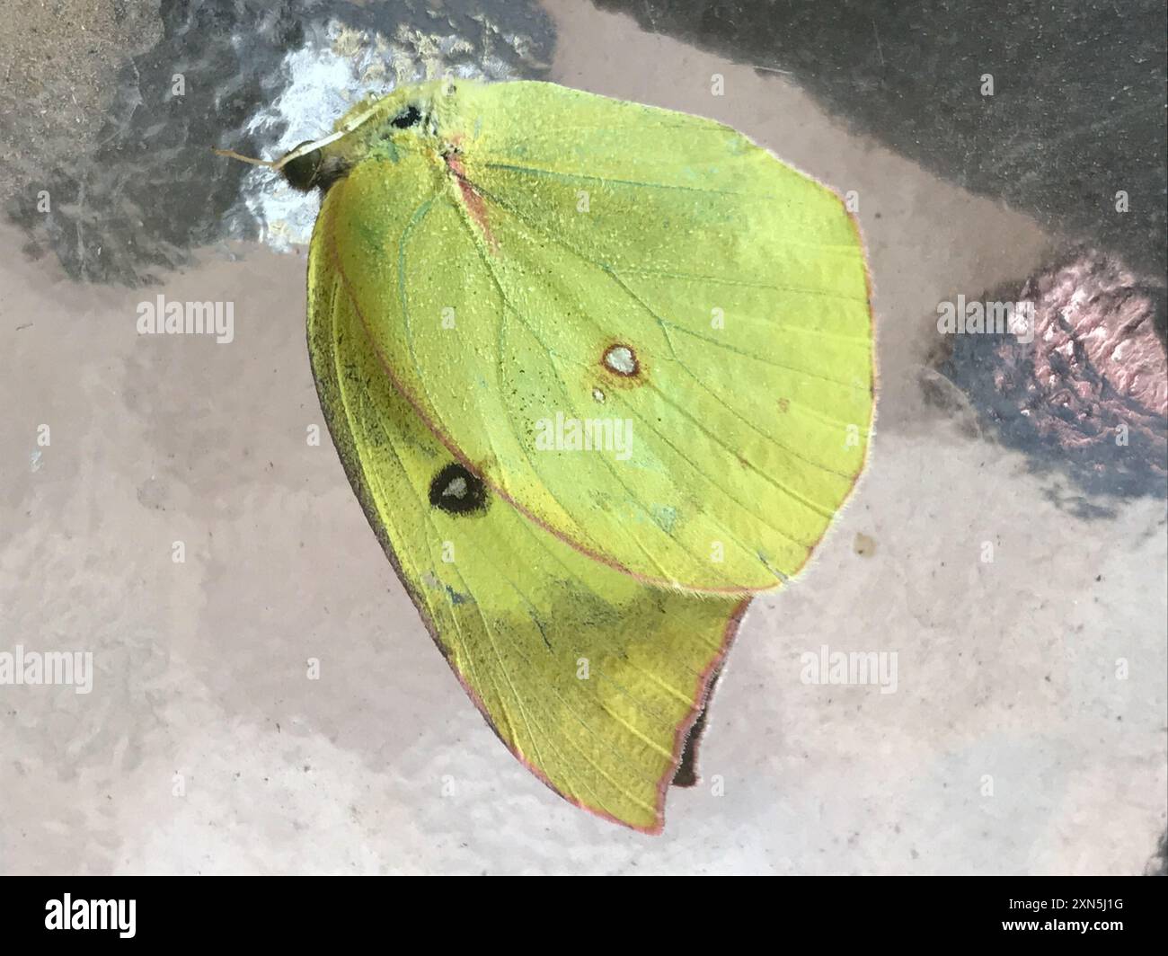 Southern Dogface (Zerene cesonia) Insecta Stock Photo - Alamy