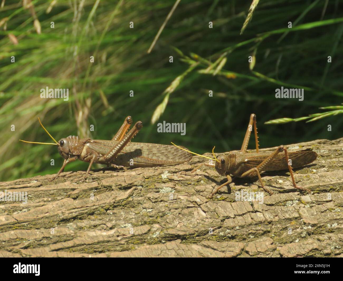 Violet-winged Grasshopper (Tropidacris collaris) Insecta Stock Photo ...