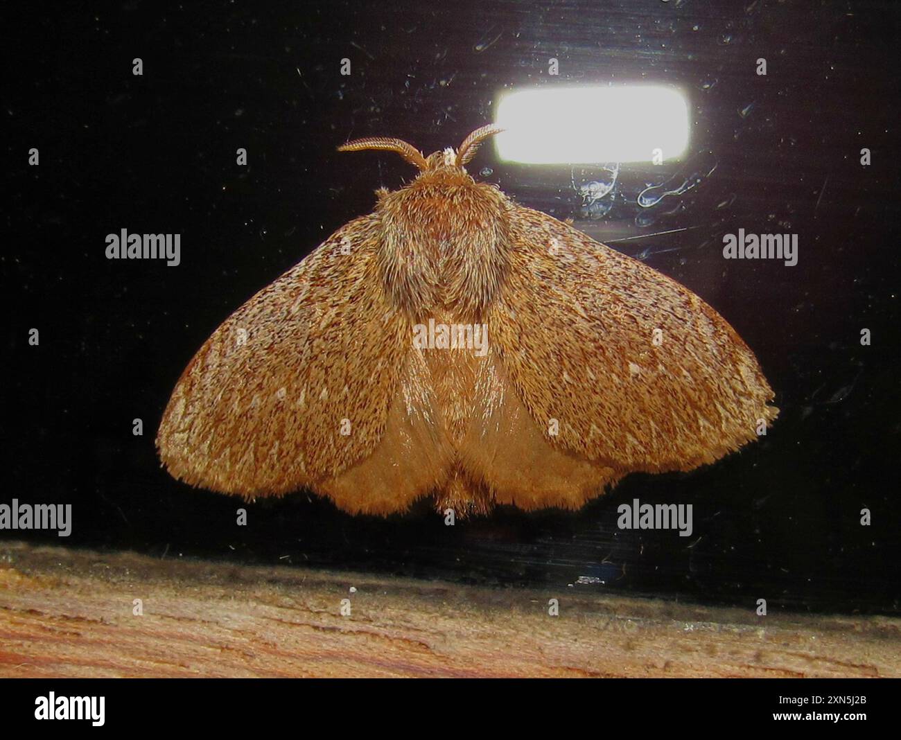 Lappet Moths (Lasiocampidae) Insecta Stock Photo - Alamy