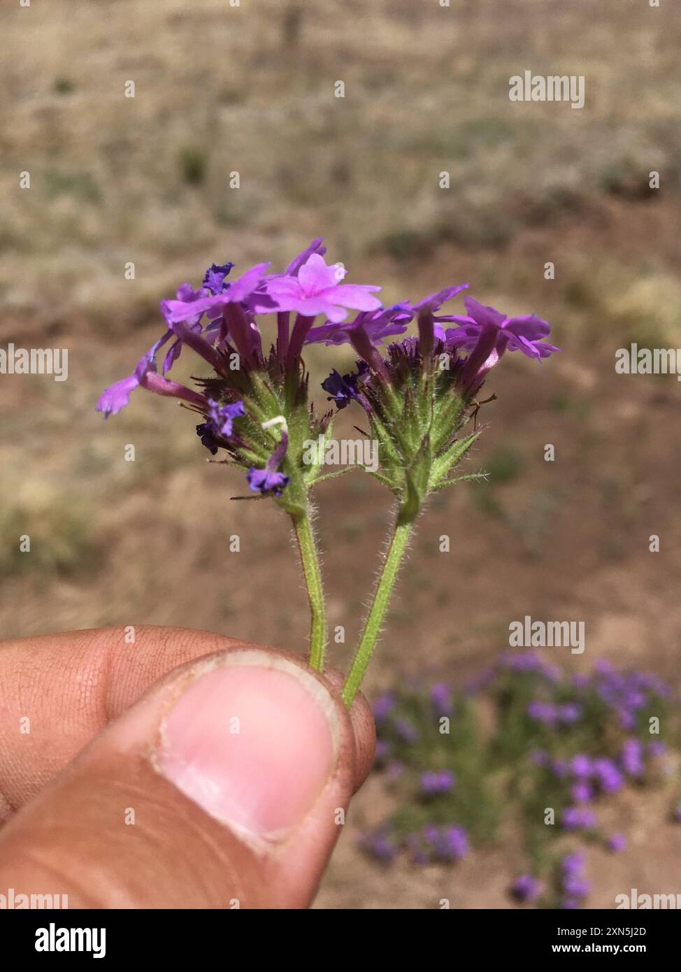 Davis Mountain Mock Vervain (Glandularia wrightii) Plantae Stock Photo ...
