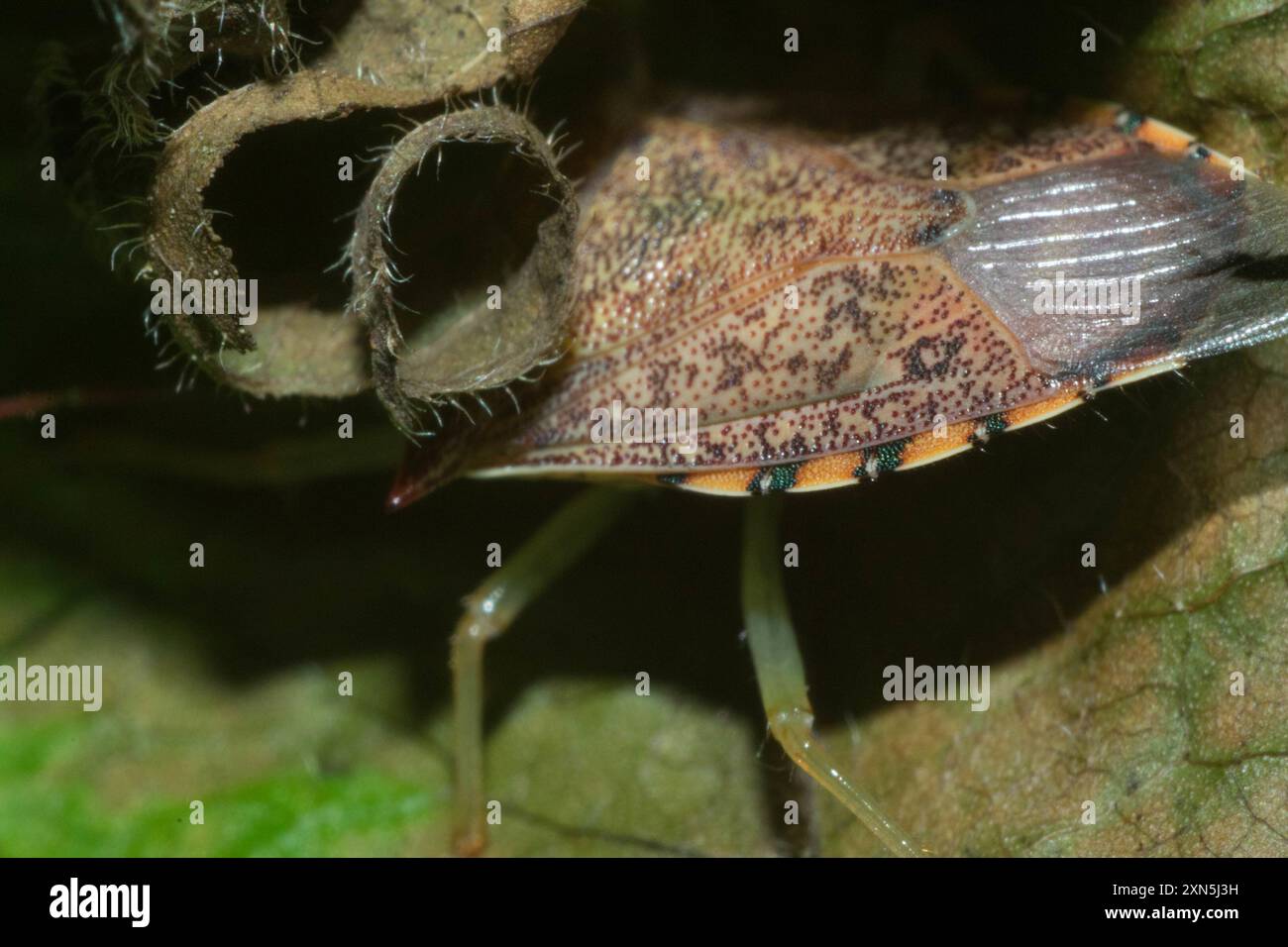 Spined Soldier Bug (Podisus maculiventris) Insecta Stock Photo - Alamy