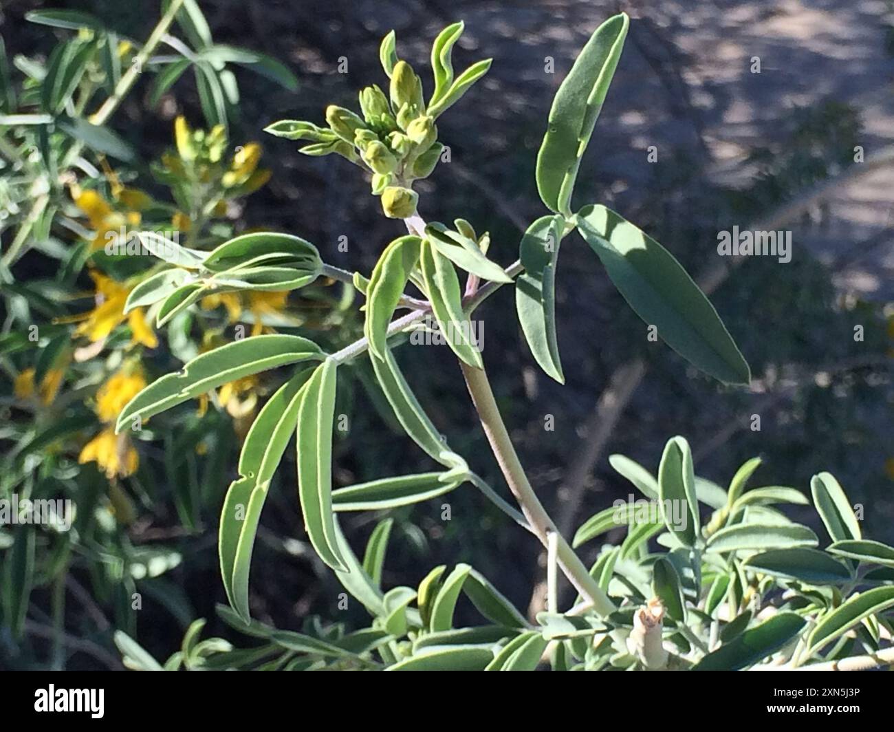 Bladderpod (Cleomella arborea) Plantae Stock Photo - Alamy
