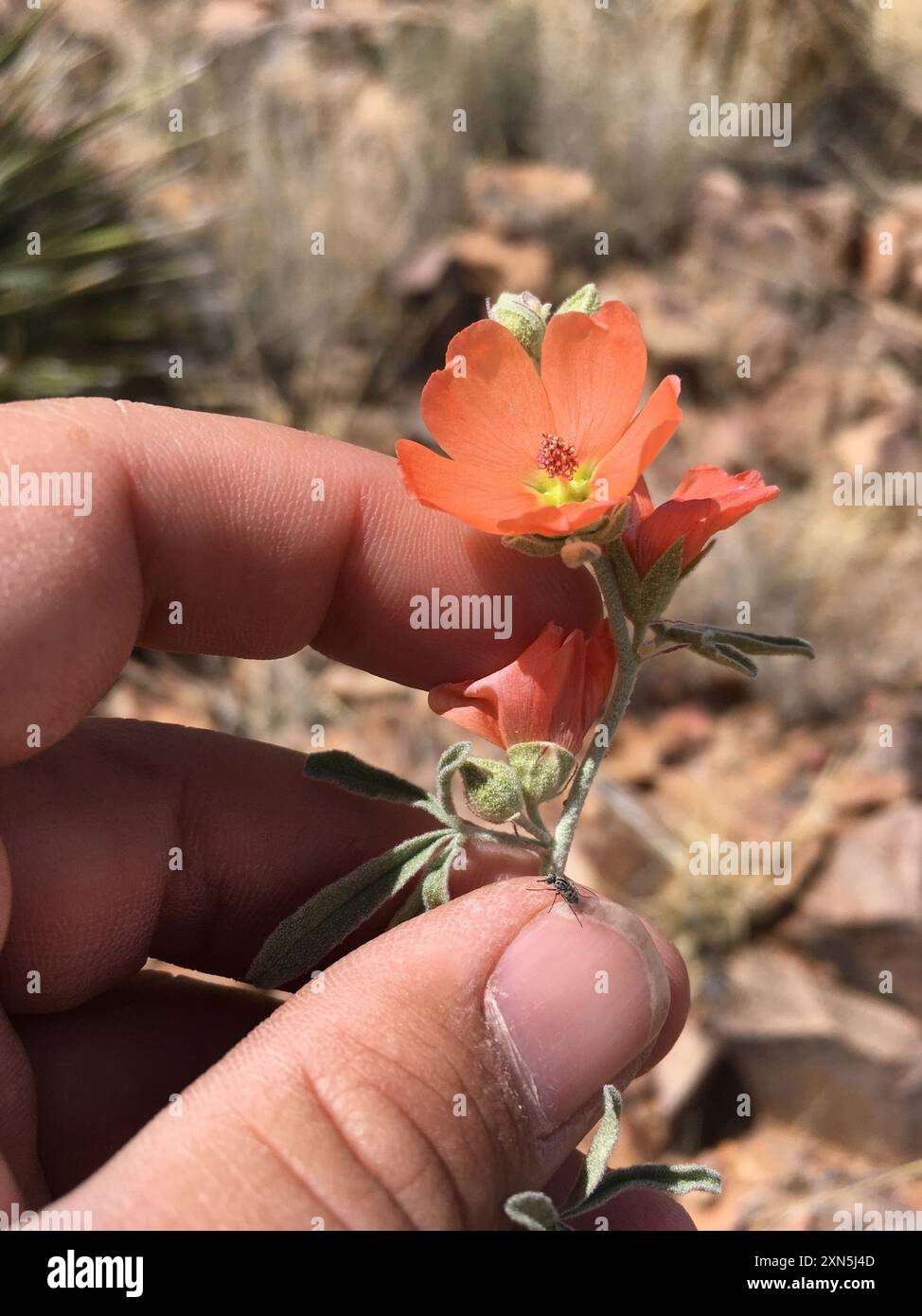 spear globemallow (Sphaeralcea hastulata) Plantae Stock Photo - Alamy