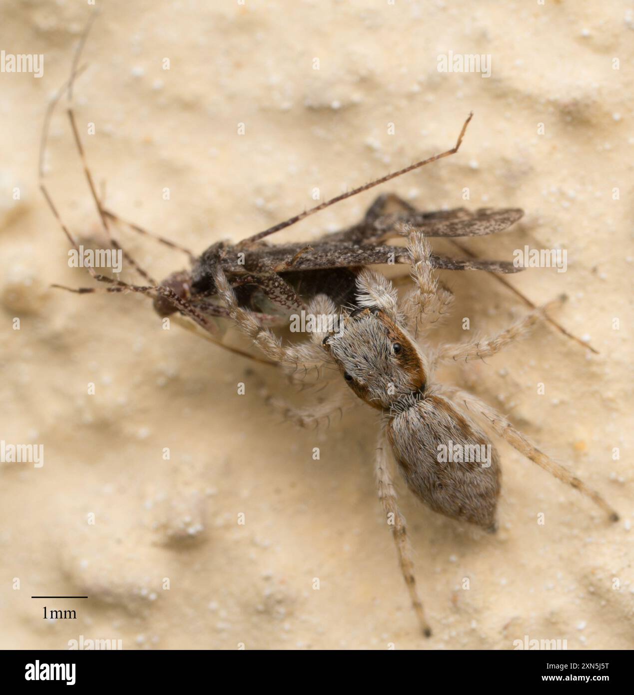 Gray Wall Jumping Spider (Menemerus bivittatus) Arachnida Stock Photo ...