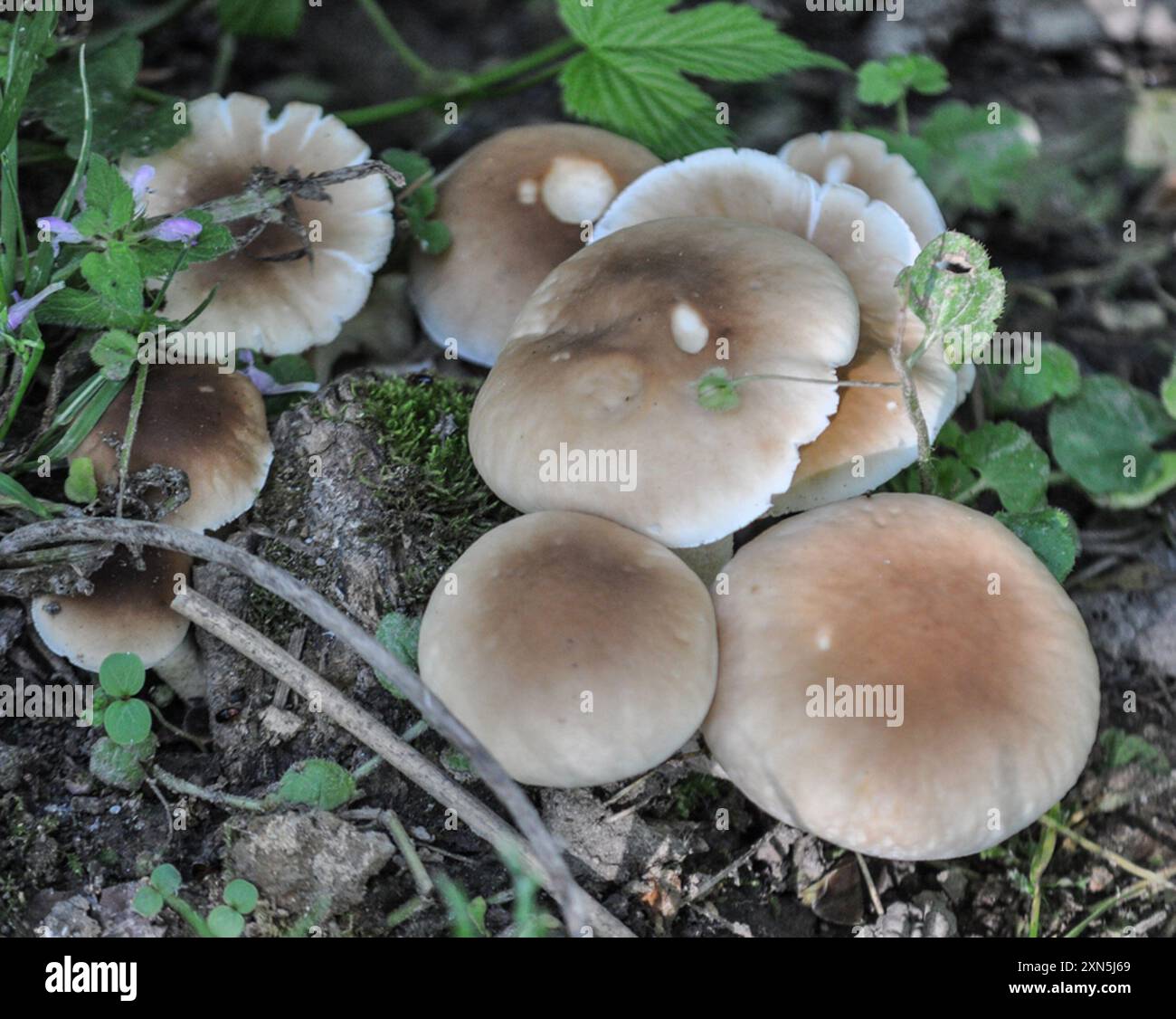 Poplar Fieldcap (Cyclocybe cylindracea) Fungi Stock Photo - Alamy