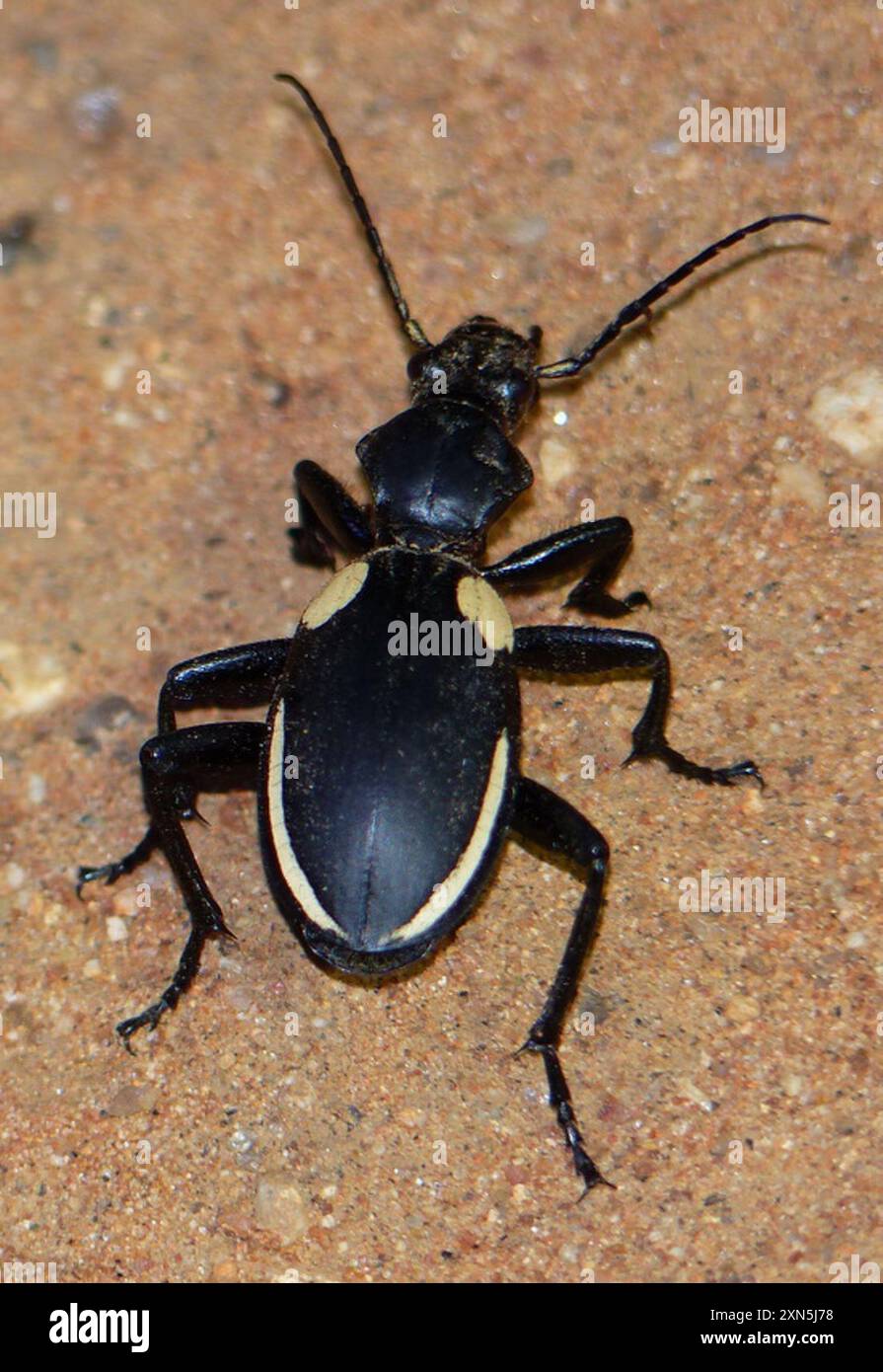 Twospot Ground Beetle (Anthia omoplata) Insecta Stock Photo - Alamy