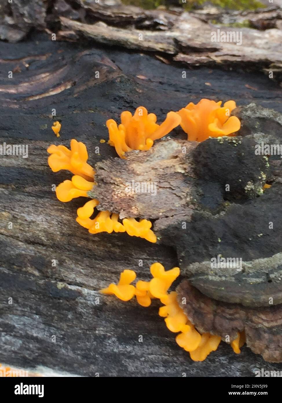 Fan shaped jelly fungi hi-res stock photography and images - Alamy