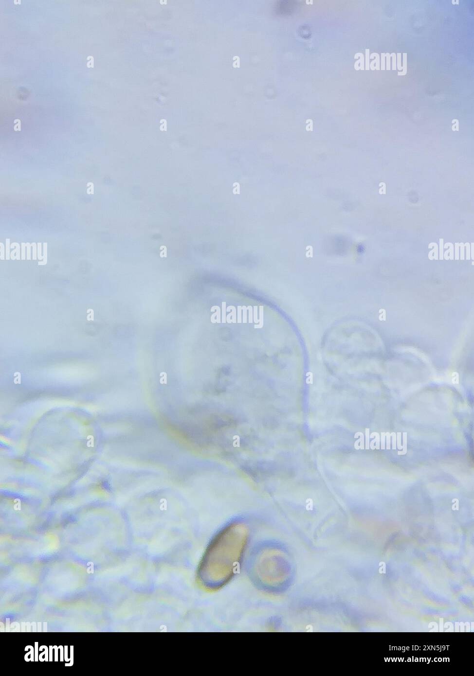 Pale Brittlestem (Candolleomyces candolleanus) Fungi Stock Photo - Alamy