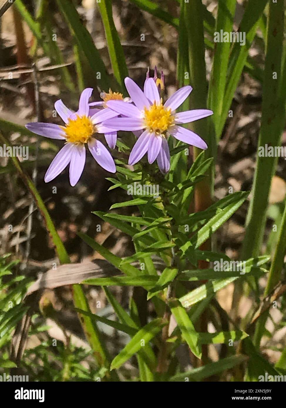 Flax-leaved Aster (Ionactis linariifolia) Plantae Stock Photo - Alamy