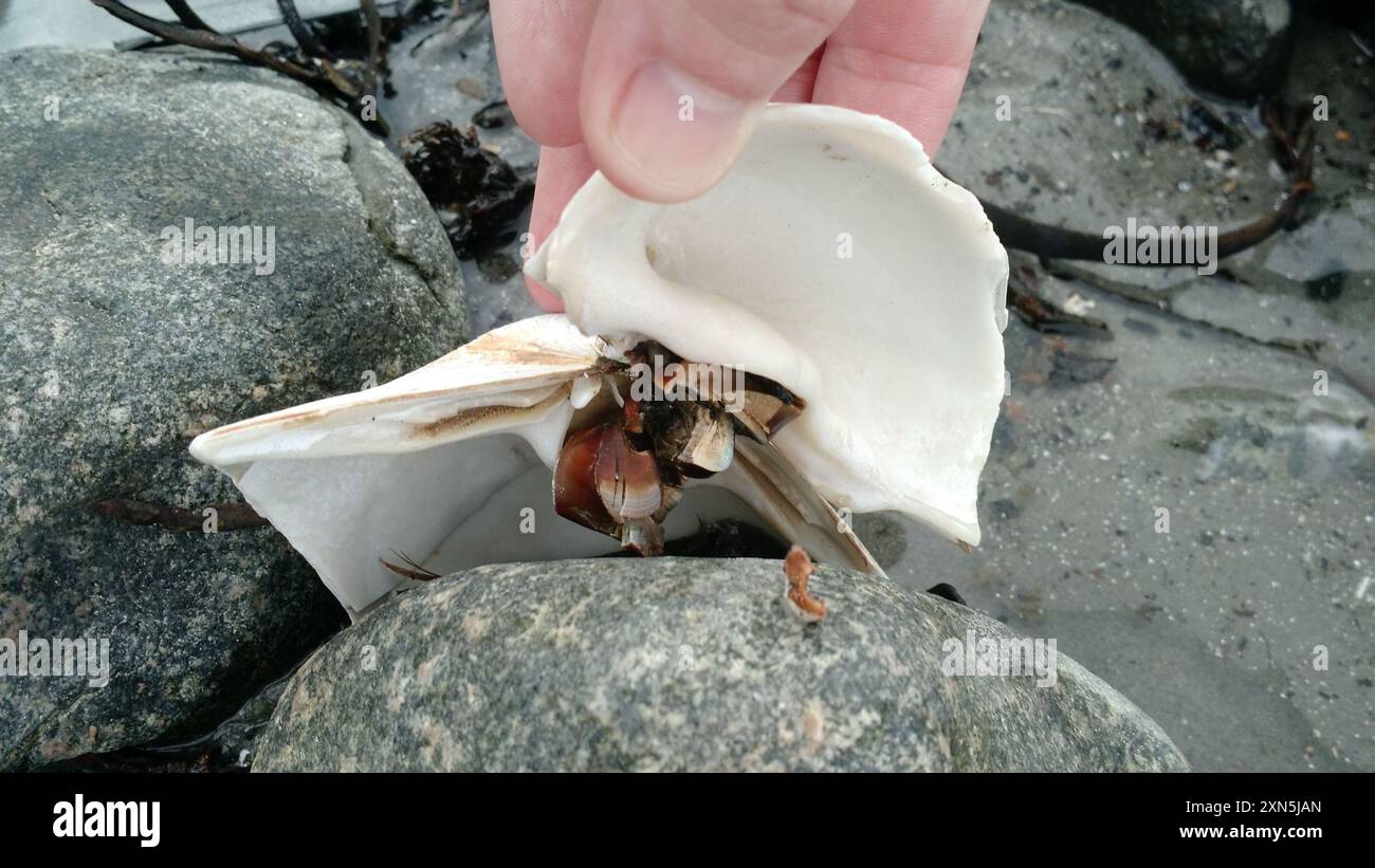 West Atlantic Surfclam (Spisula solidissima) Mollusca Stock Photo - Alamy