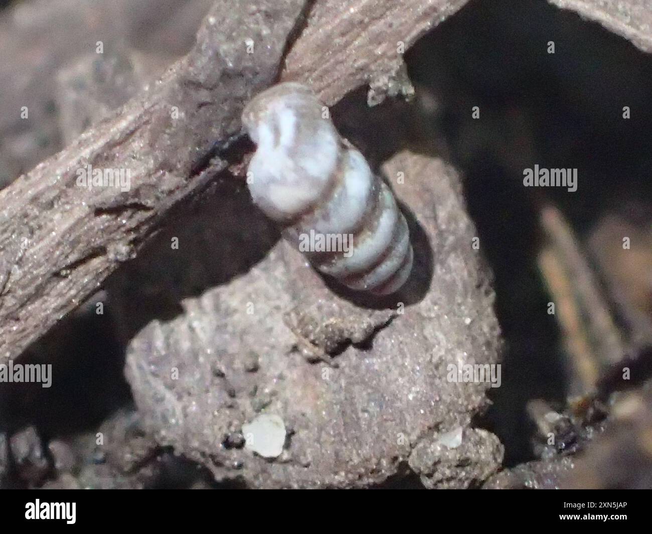 Snaggletooth hi-res stock photography and images - Alamy