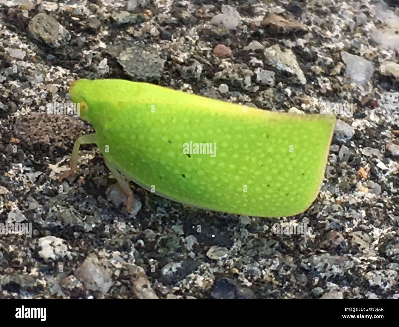 Torpedo bug hi-res stock photography and images - Alamy