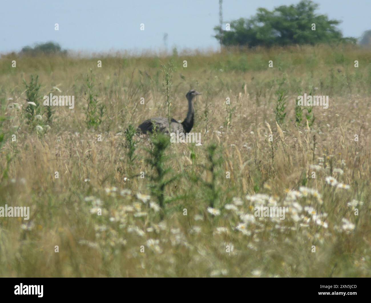 Greater Rhea (Rhea americana) Aves Stock Photo - Alamy