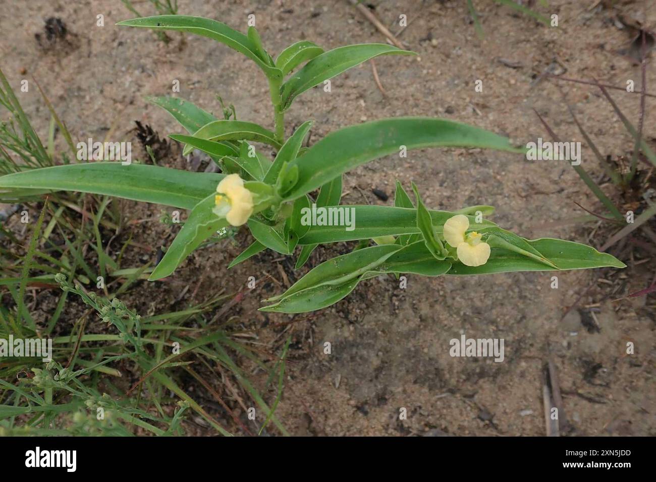 African Yellow Dayflower (Commelina africana) Plantae Stock Photo - Alamy