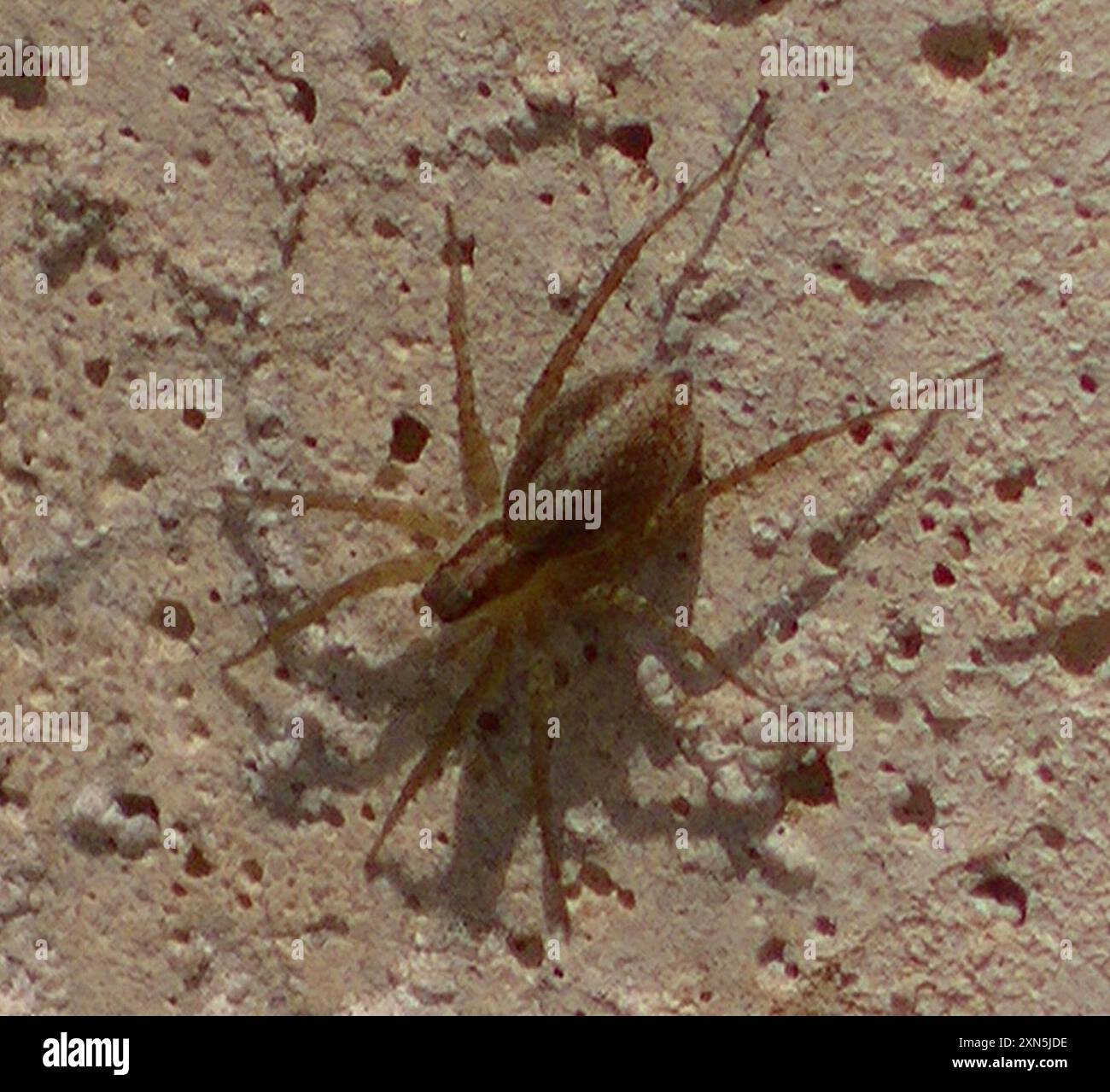 Wolf Spiders and Allies (Lycosoidea) Arachnida Stock Photo - Alamy