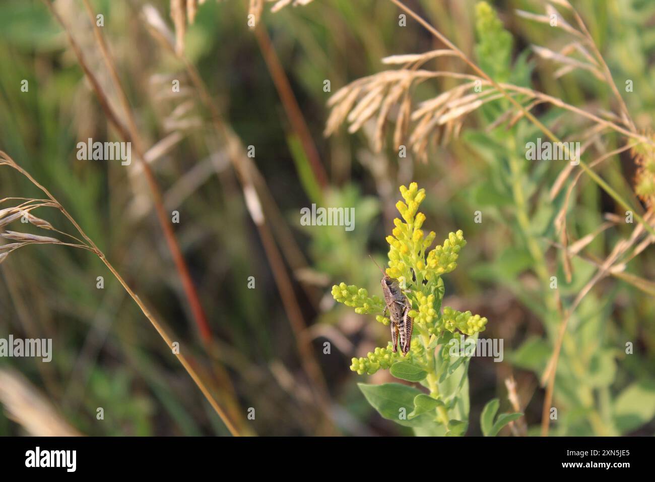 Dawson's Spur-throat Grasshopper (Melanoplus dawsoni) Insecta Stock ...