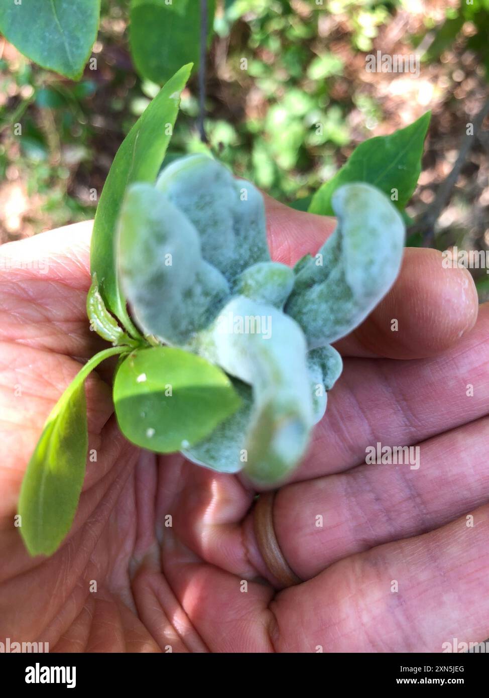 Sweetleaf Gall (Exobasidium symploci) Fungi Stock Photo - Alamy