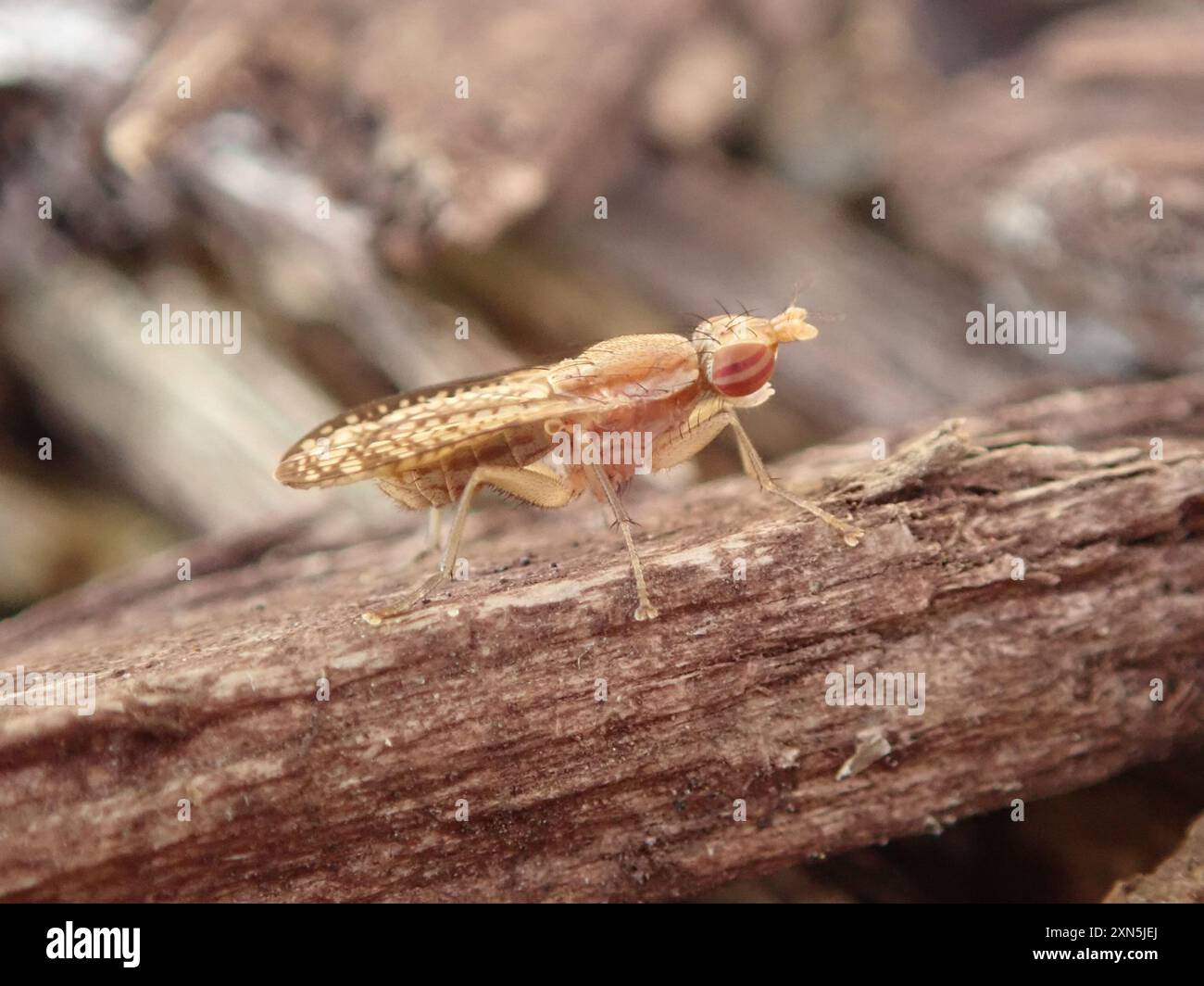 (Trypetoptera canadensis) Insecta Stock Photo - Alamy
